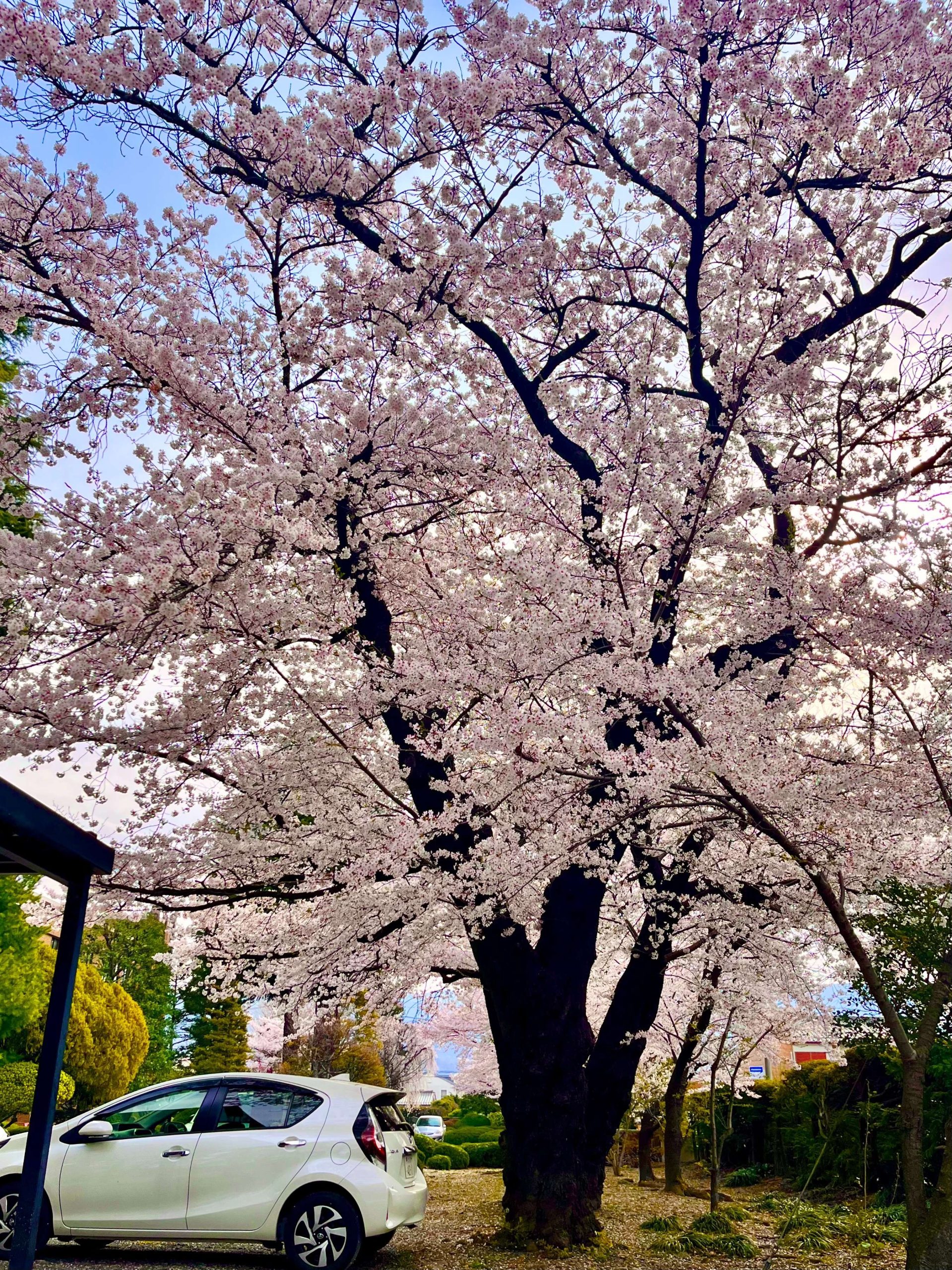 深志高校の春 | 長野県松本深志高等学校