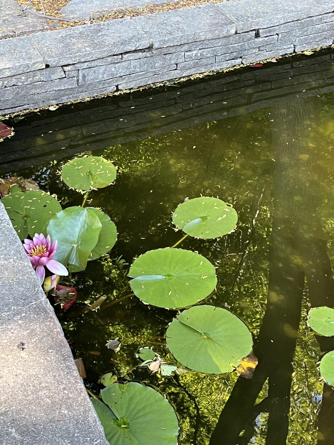 新緑の深志 | 長野県松本深志高等学校
